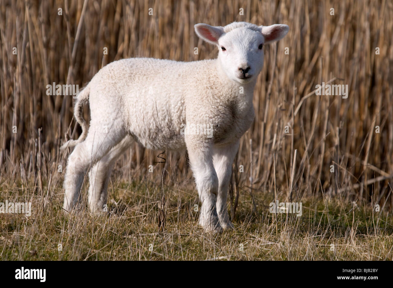 Lambs running with their mother ewe hi-res stock photography and images ...