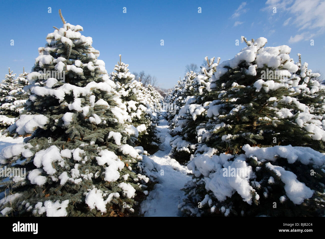 Christmas Tree Farm Stock Photo - Alamy