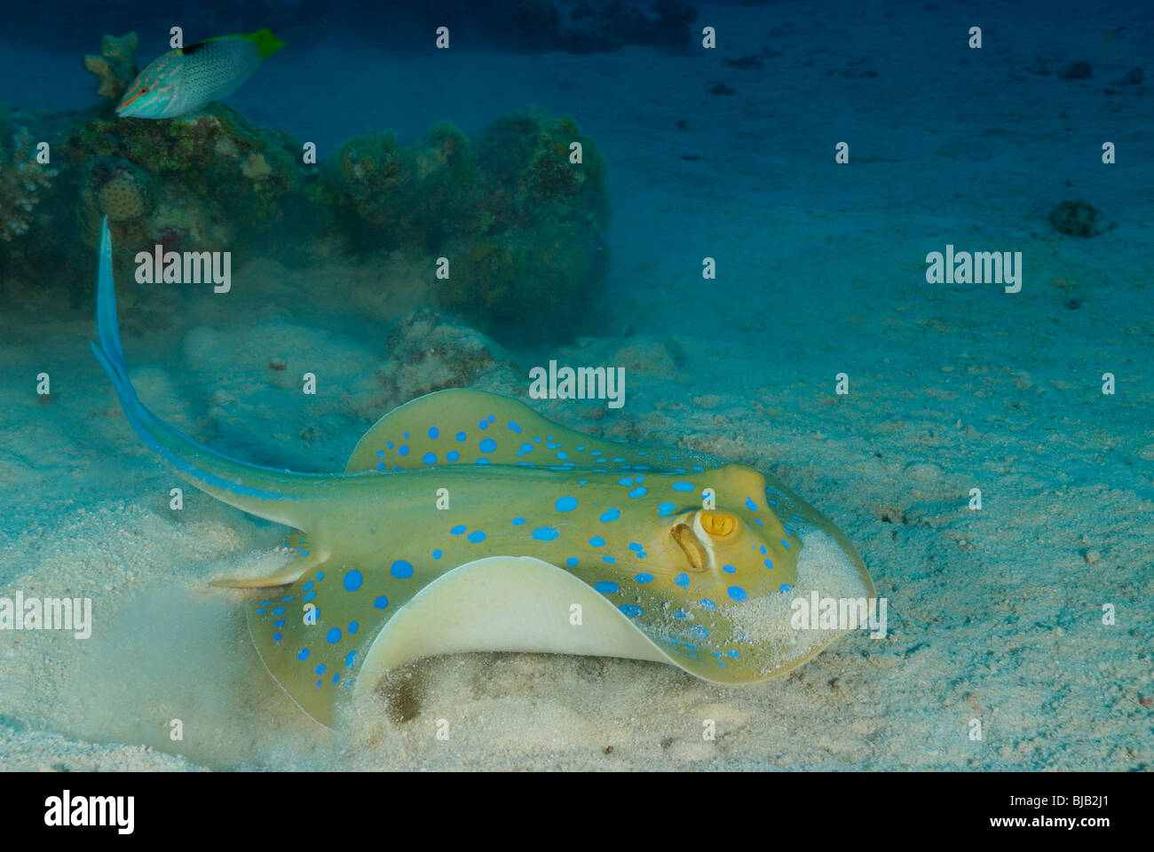 Blue-spotted ray in the Red Sea, off Safaga, Egypt Stock Photo - Alamy