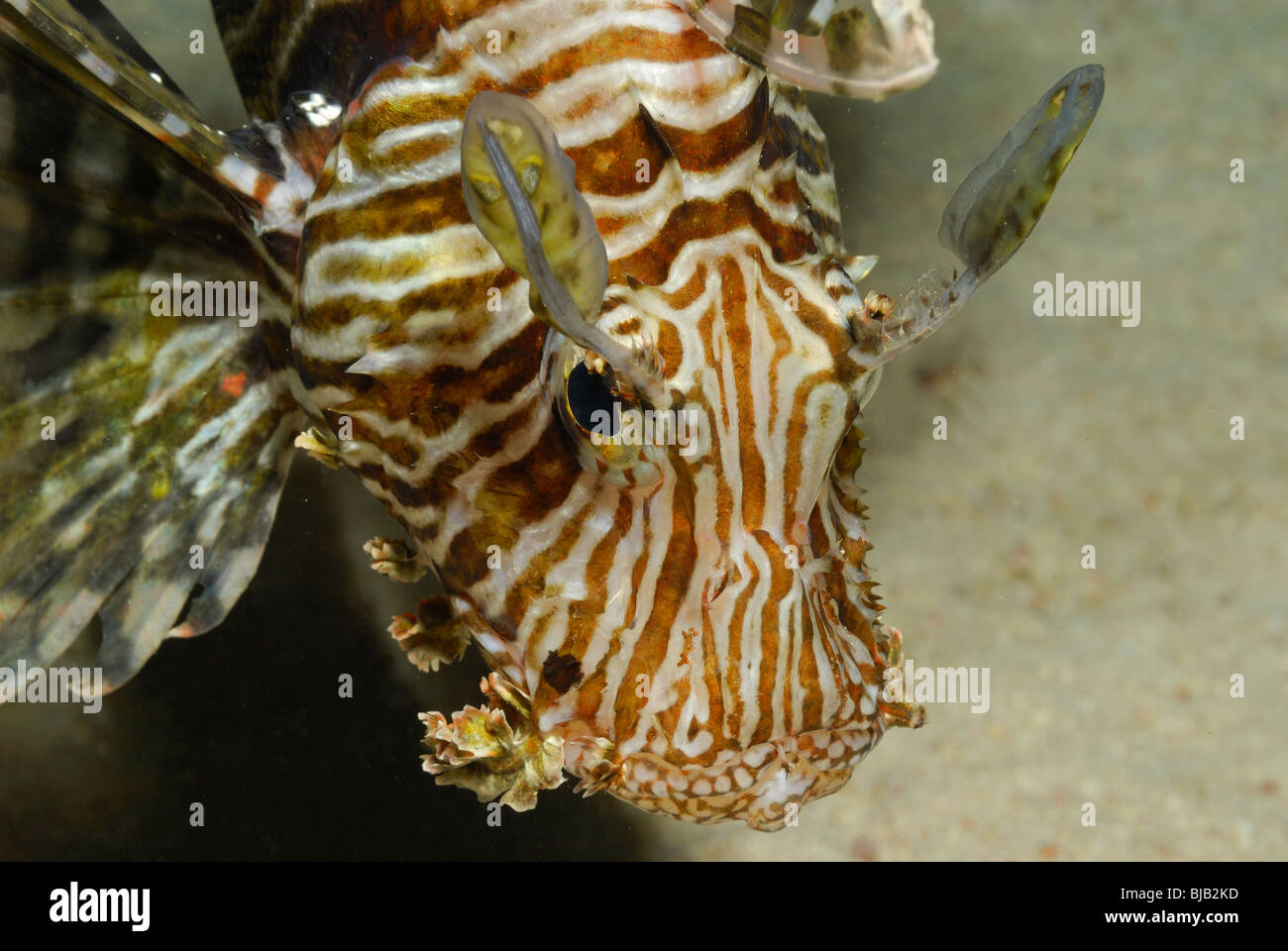 Red firefish in the Red Sea, off Safaga, Egypt Stock Photo - Alamy