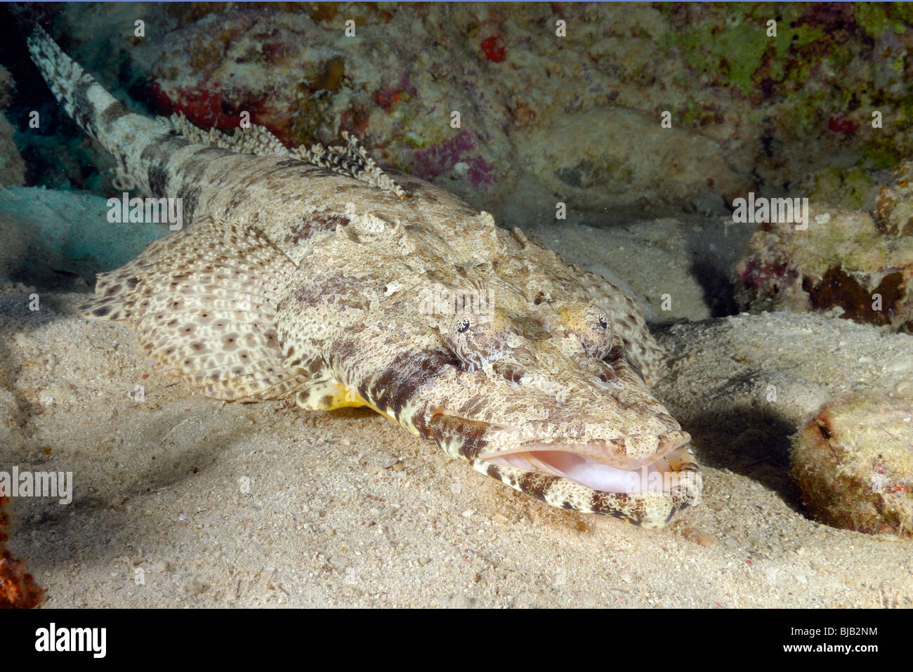 Giant flathead on the sand off Safaga, Egypt, Red Sea Stock Photo - Alamy