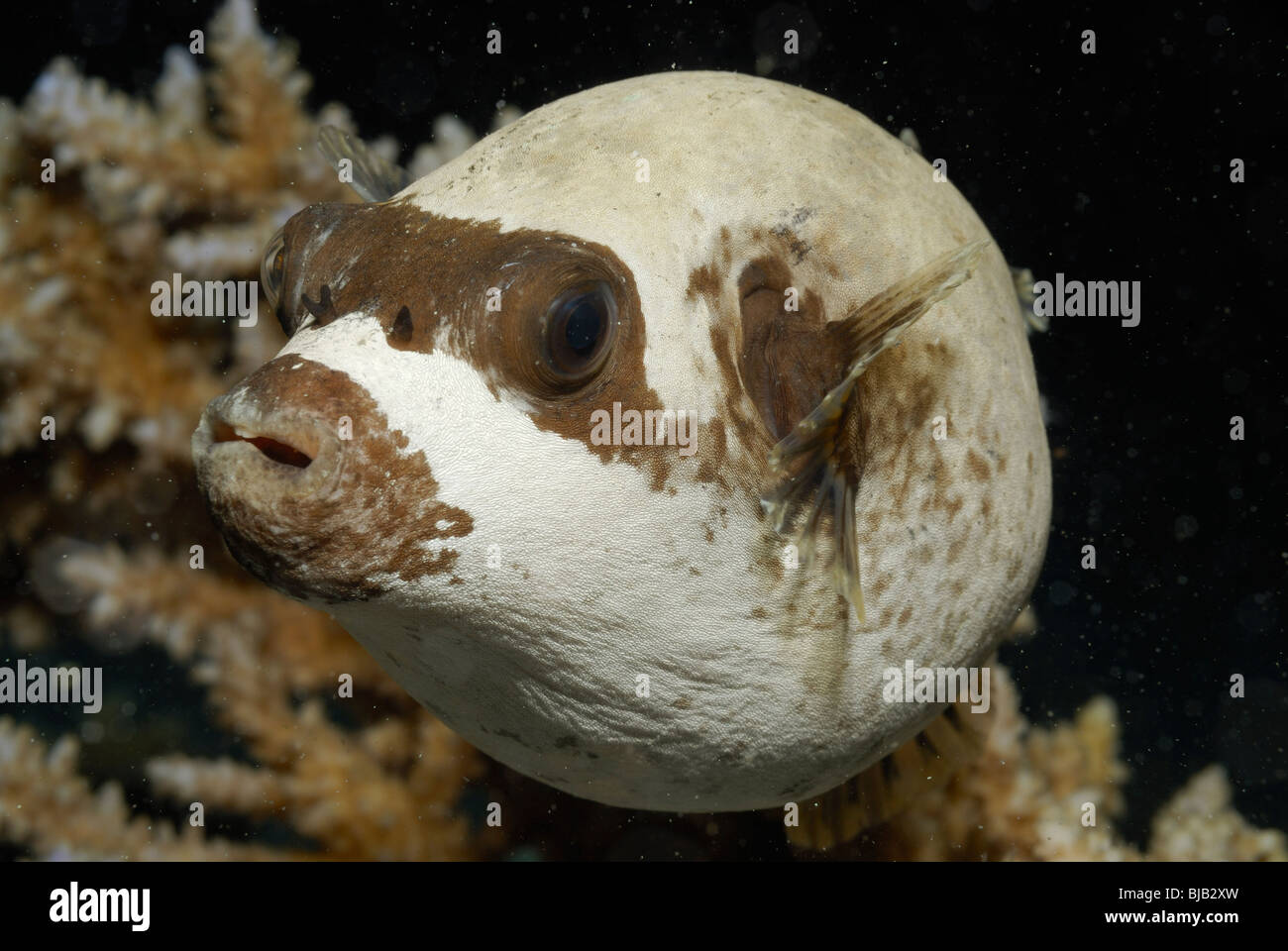 Masked puffer fish in the Red Sea, off Safaga, Egypt Stock Photo - Alamy