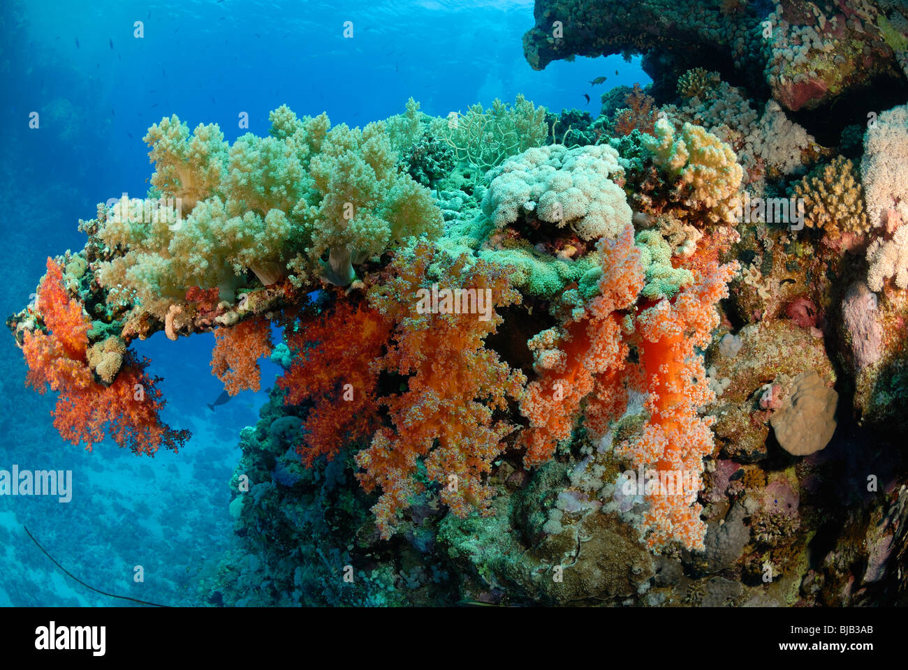 Nepthea coral hi-res stock photography and images - Alamy