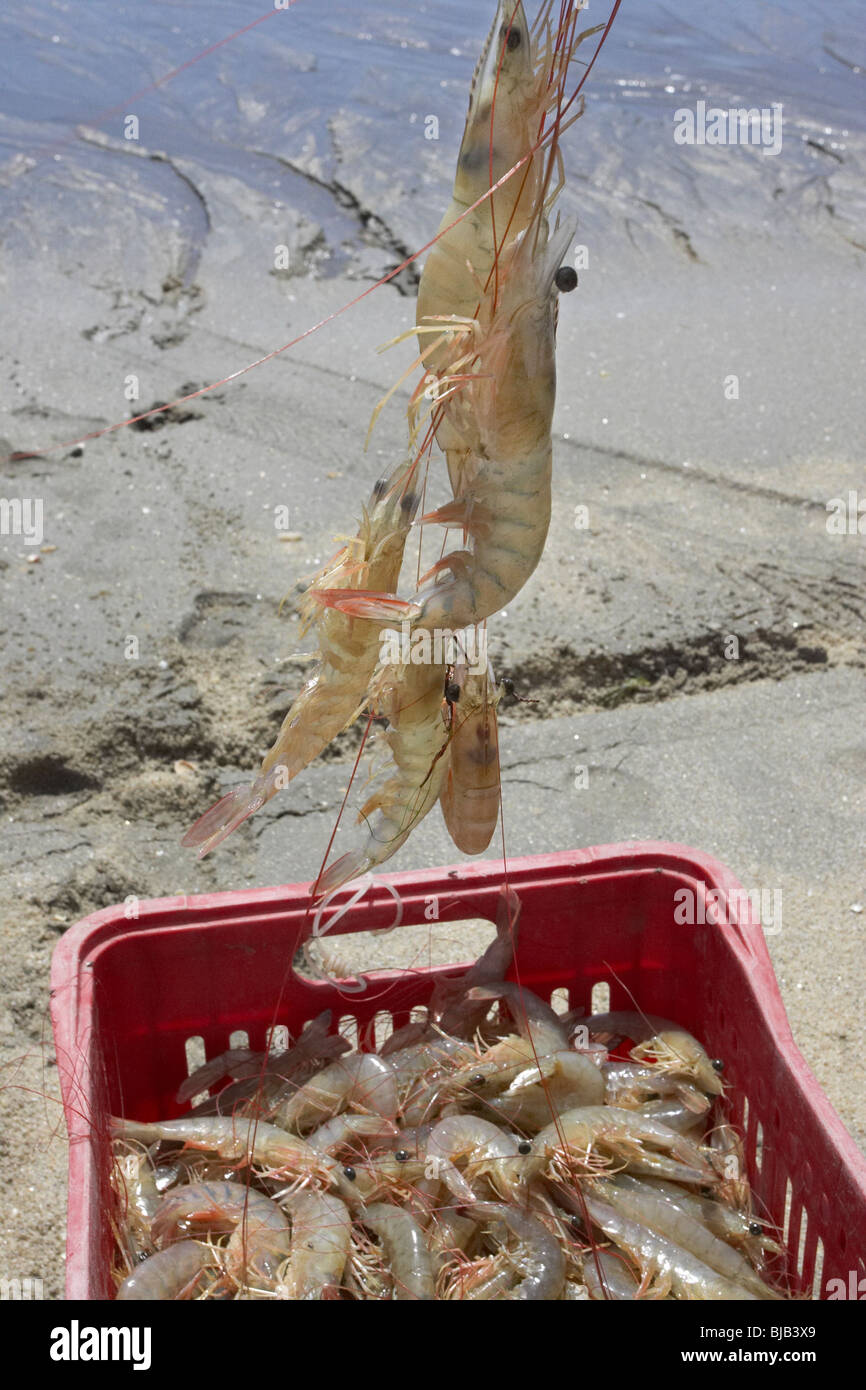 Shrimp ocean hi-res stock photography and images - Alamy