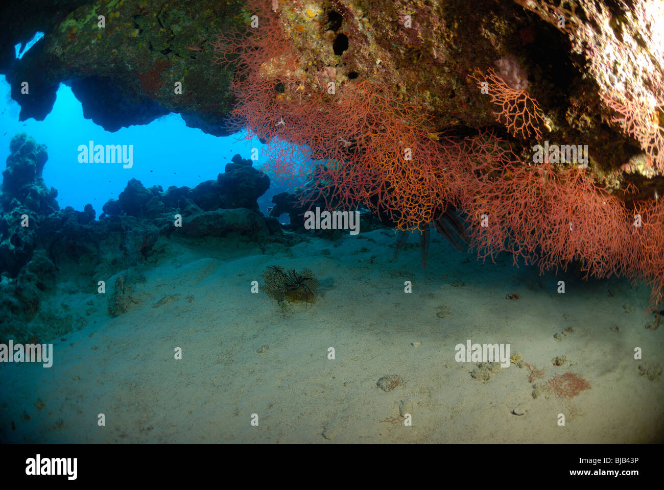 Black coral inside a cave off safaga hi-res stock photography and ...