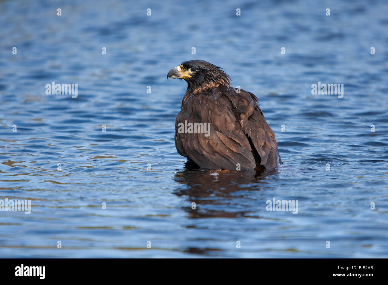 Striated Caracara Phalcoboenus australis Johnny Rook Jack Rook ...