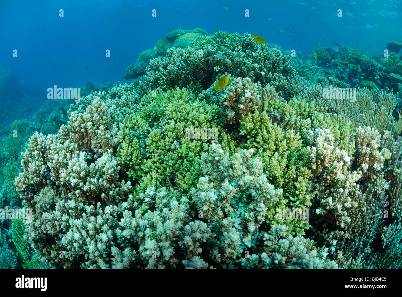 Off the coast of hurghada hi-res stock photography and images - Alamy