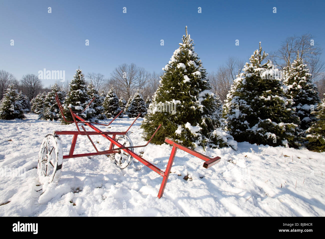 Chop down trees hi-res stock photography and images - Alamy