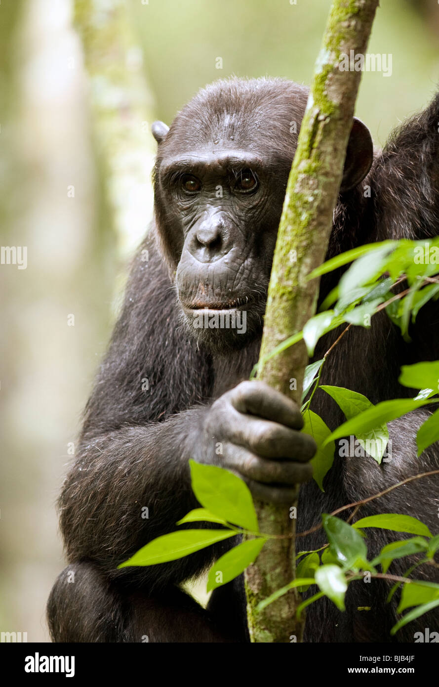 Portrait of "Hatari", wild adult male chimpanzee of the Kyambura troop ...