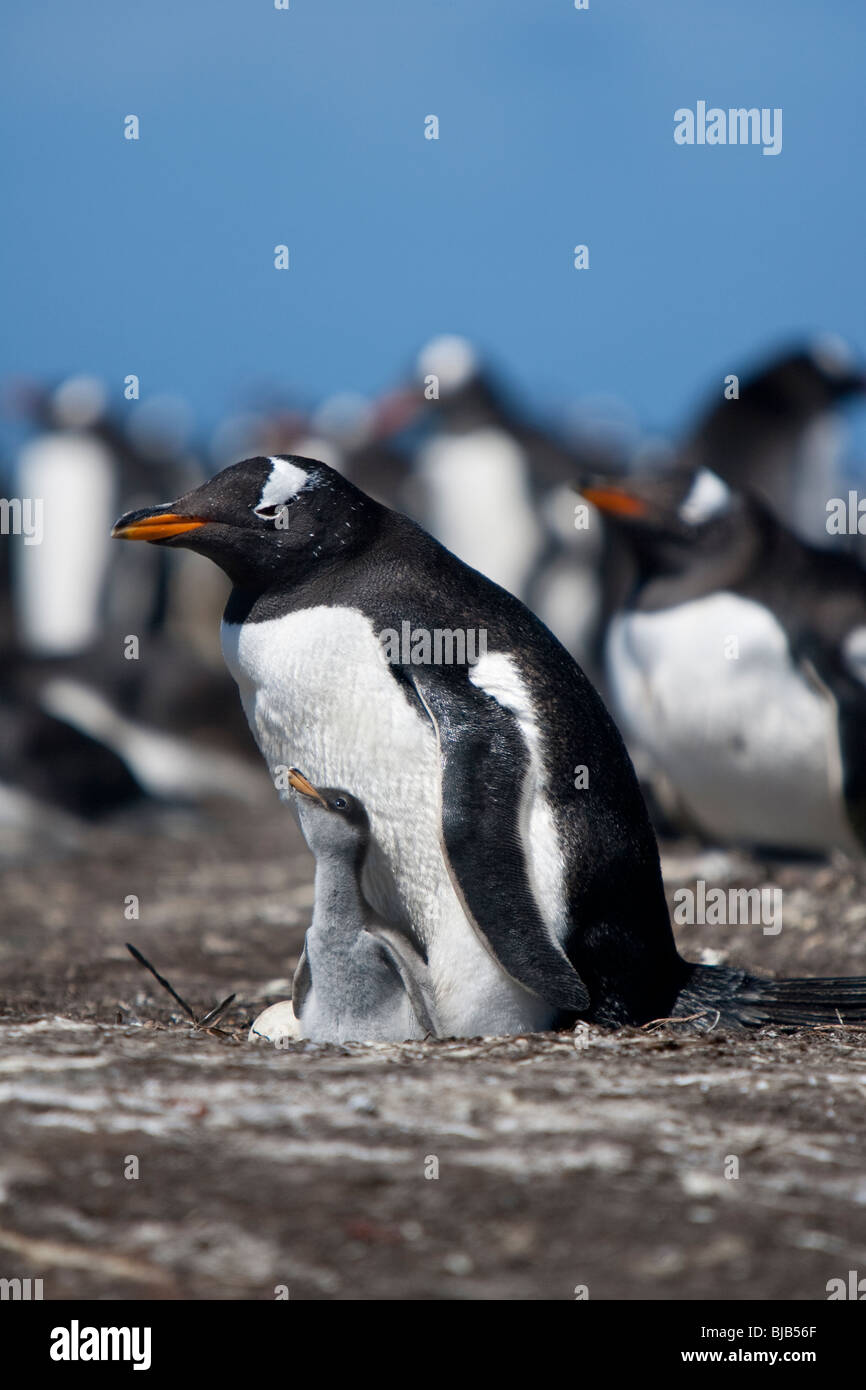 Gentoo Penguin Pygoscelis papua Eselpinguin Sea Lion Island Falkland ...