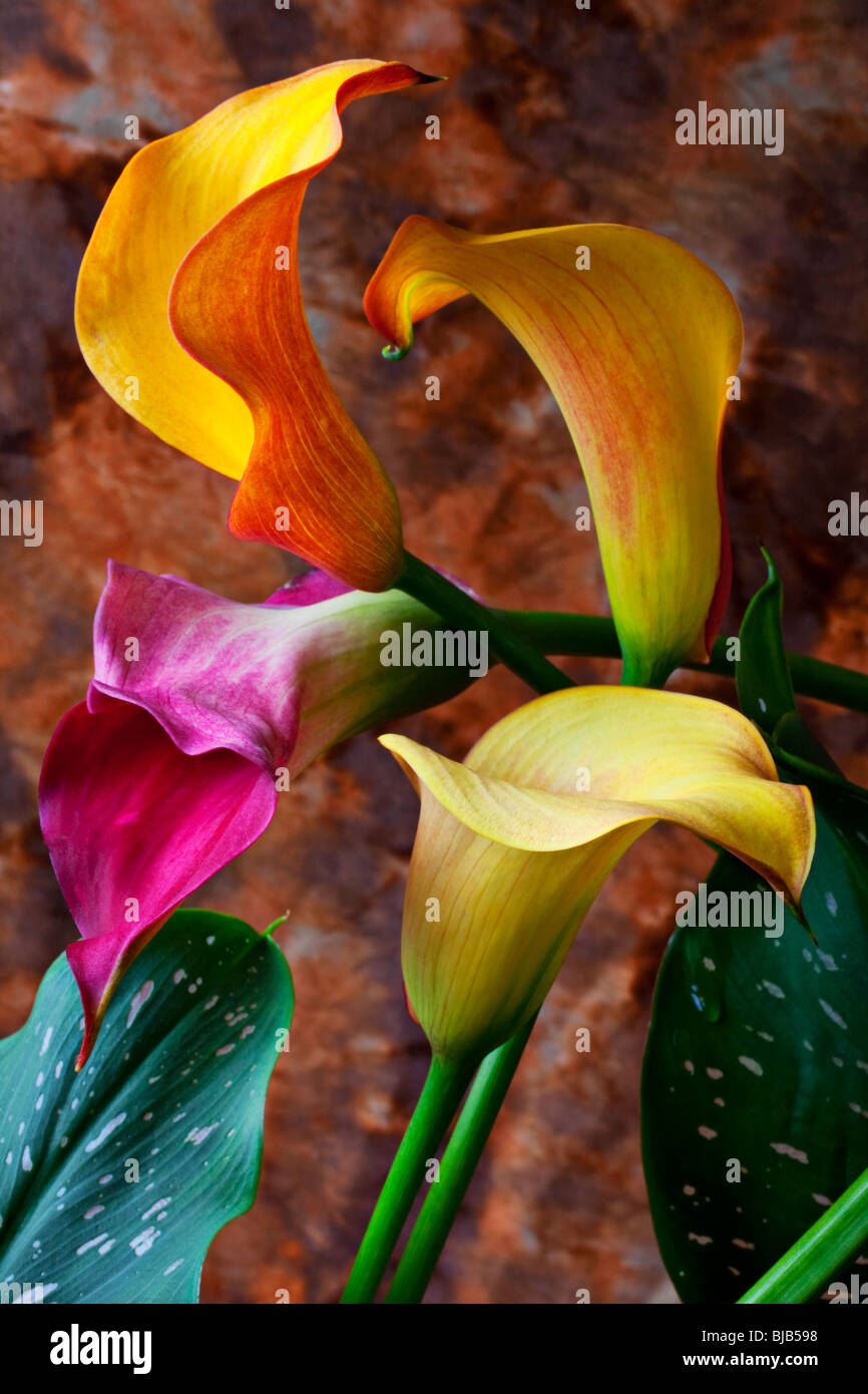 Four flower stems hi-res stock photography and images - Alamy