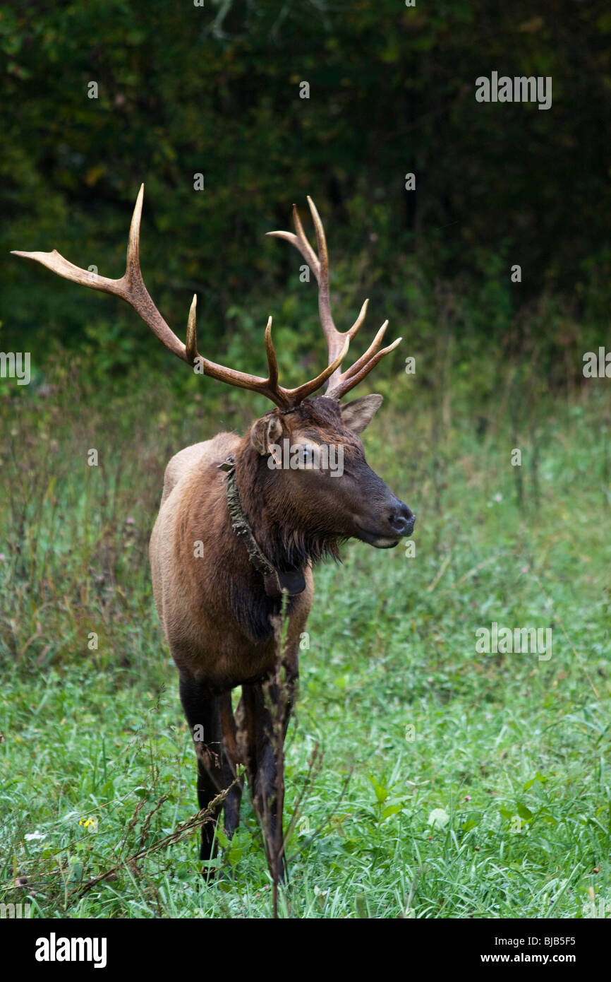 Cherokee people great smoky mountains hi-res stock photography and ...