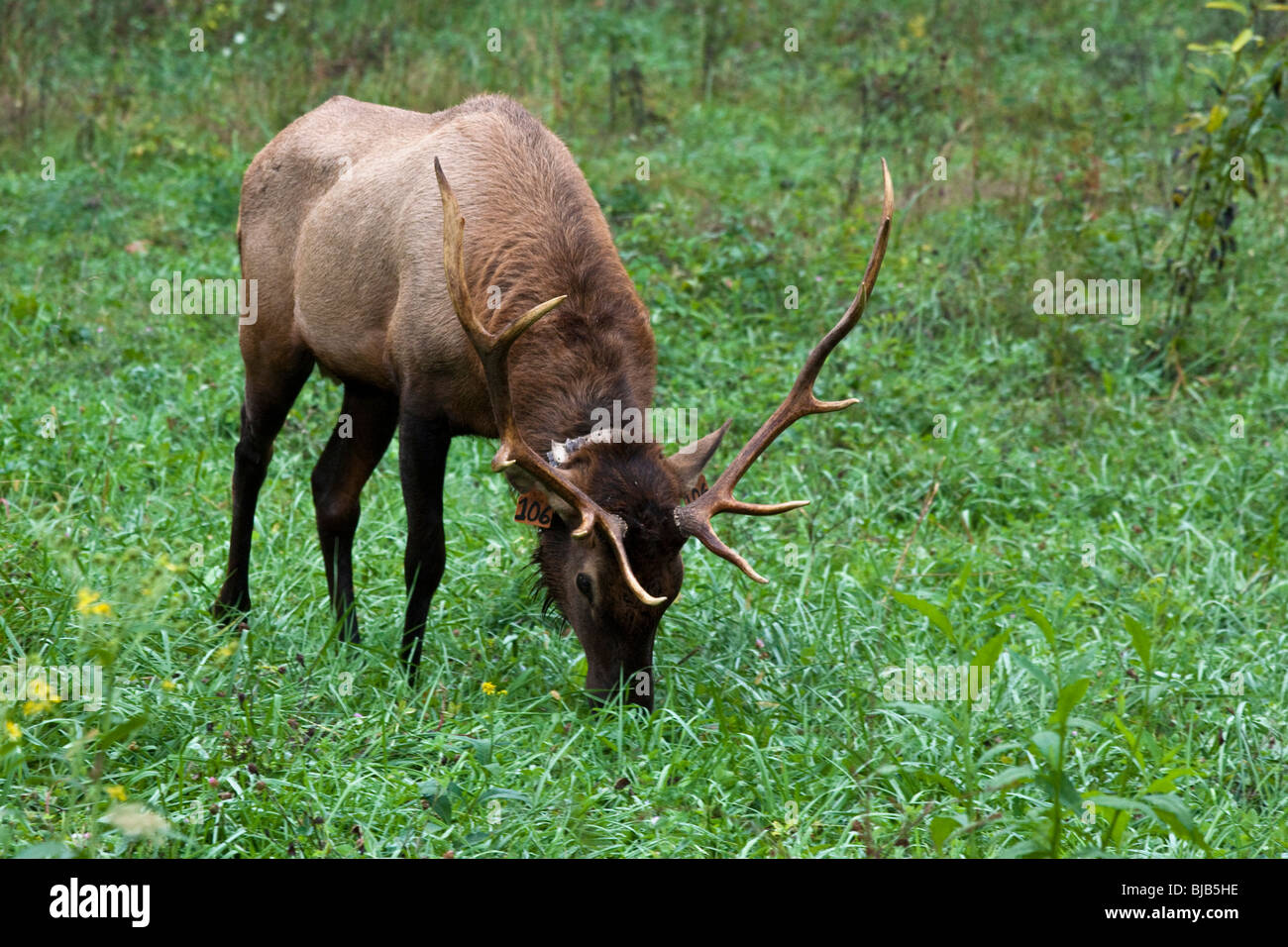 Bull Elk (Cervus Elephus) wild animal in American Village Cherokee ...