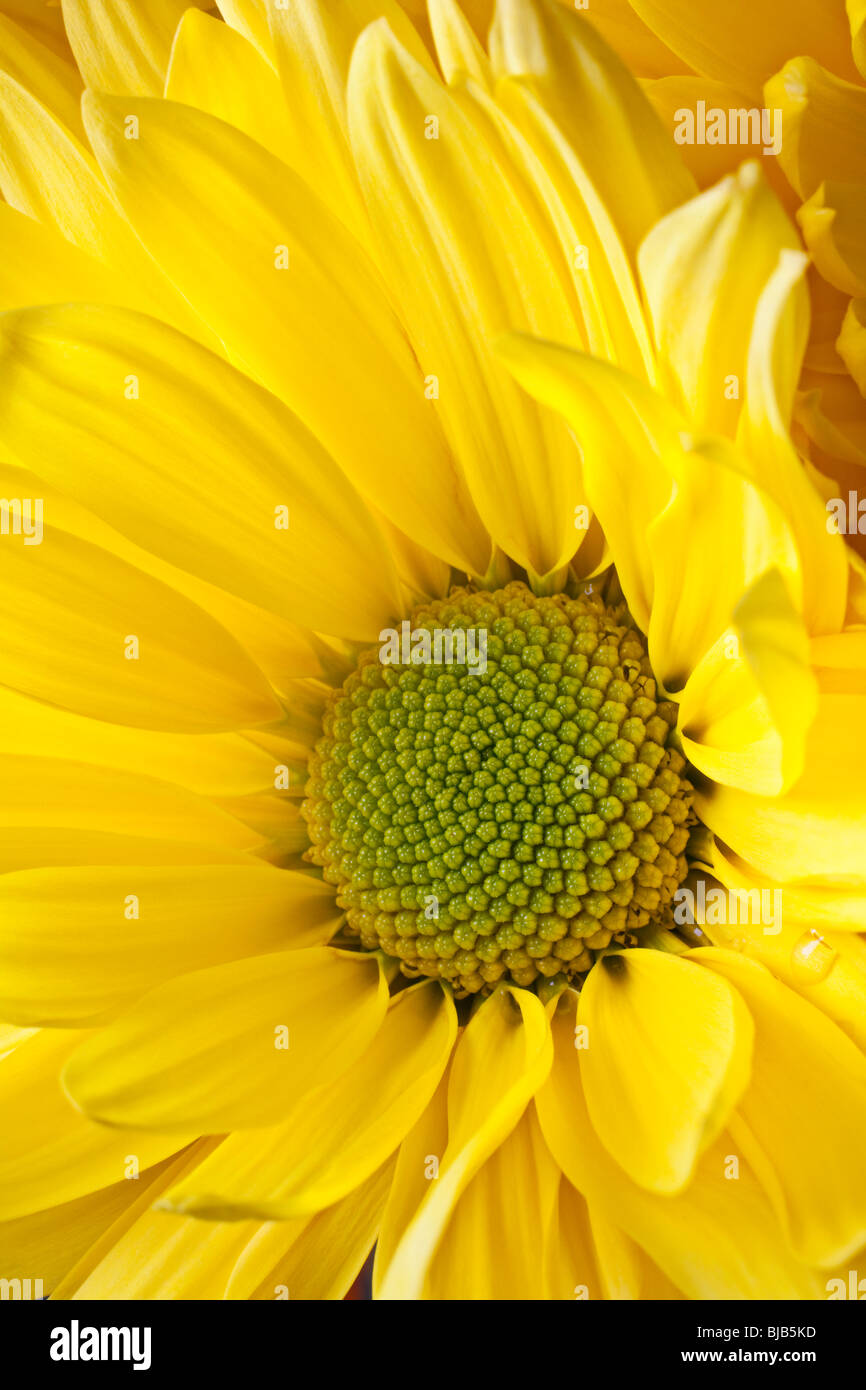 Flower Still Life Close Up