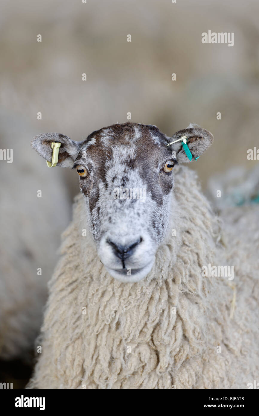 Lambs gazing hi-res stock photography and images - Alamy