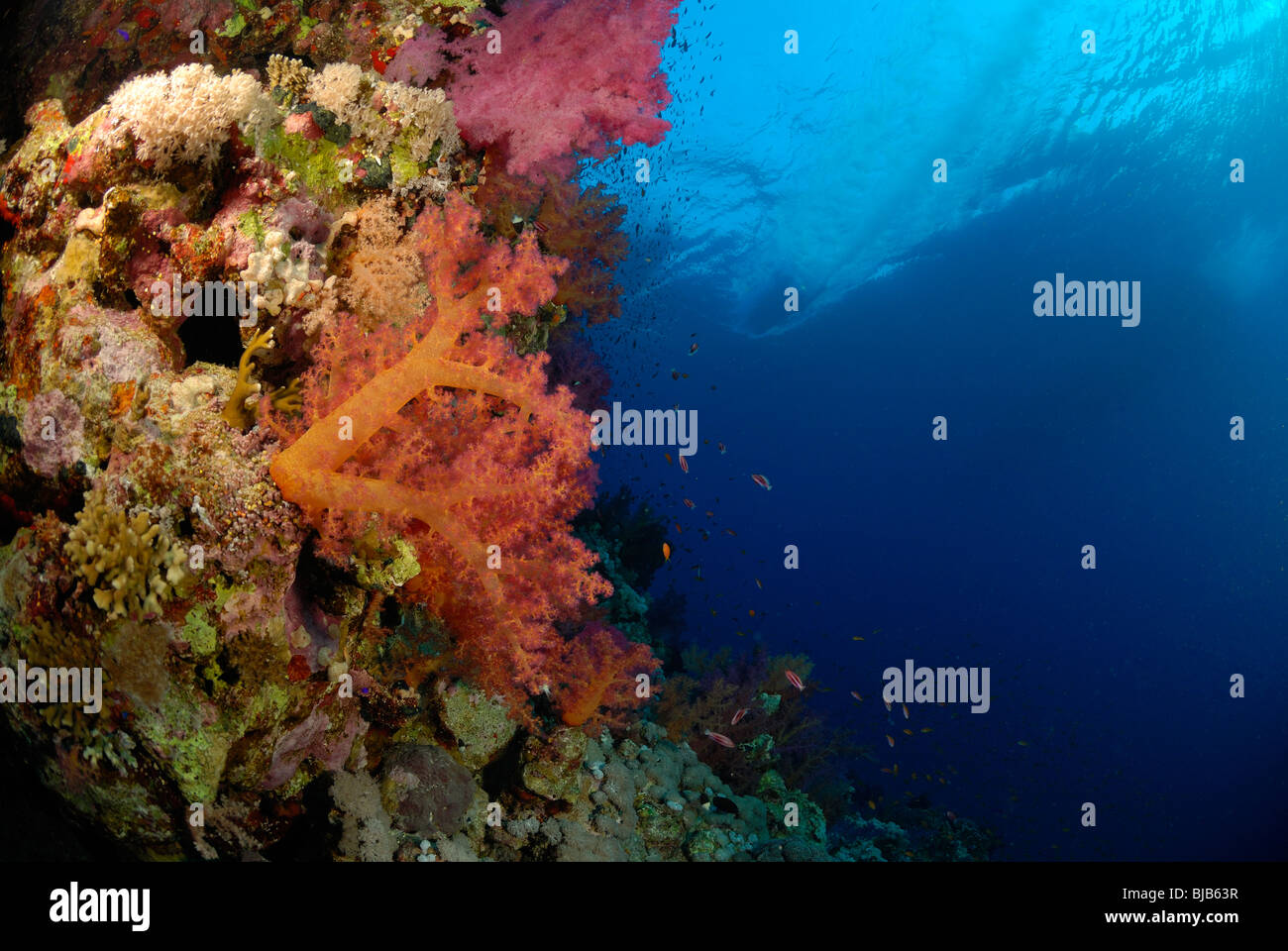 Coral reef in the Red Sea, off Hurghada, Egypt Stock Photo - Alamy