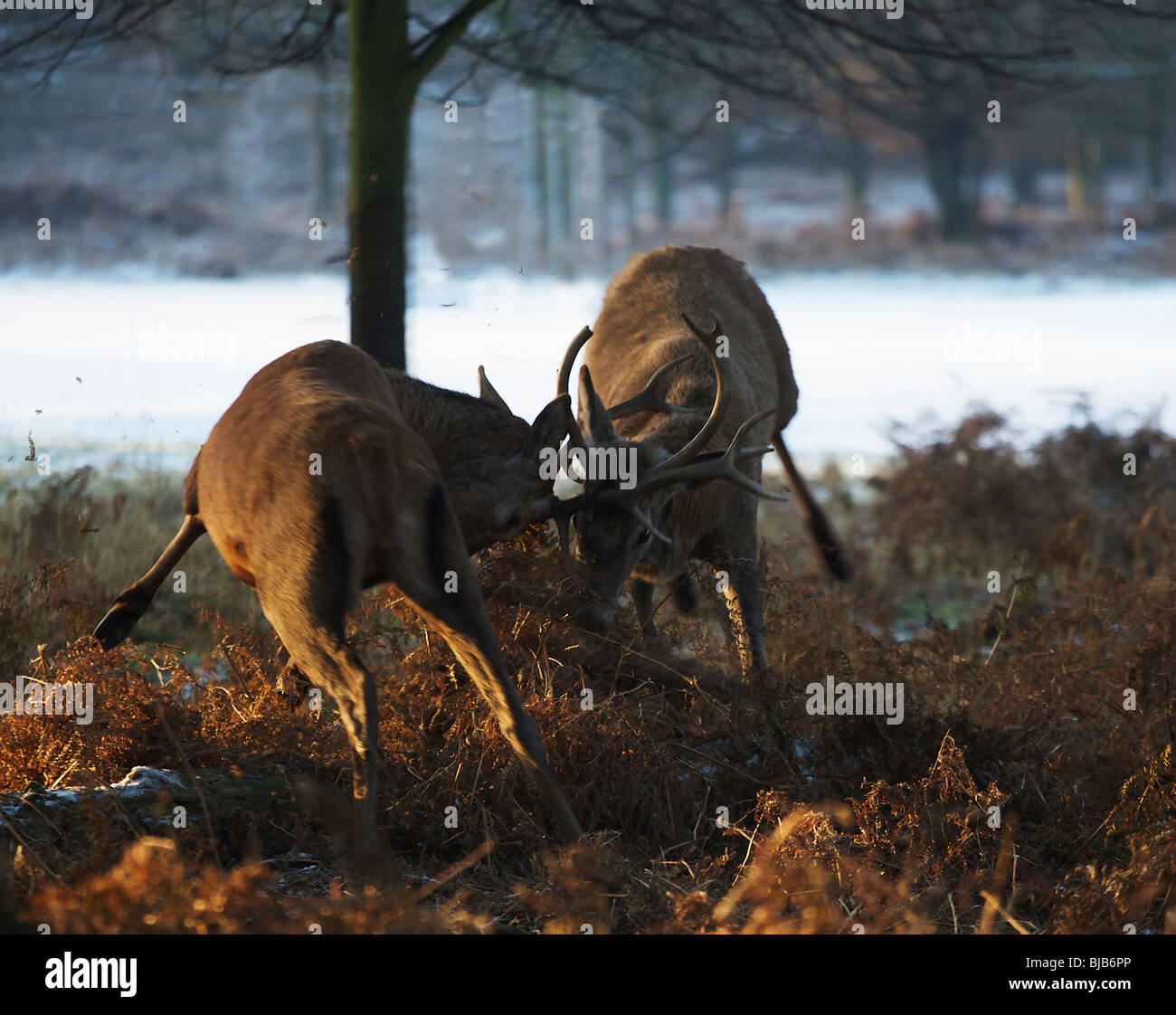 Stag fight hi-res stock photography and images - Alamy