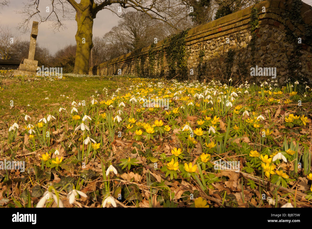 Wildflowers in a church yard in early spring Stock Photo - Alamy