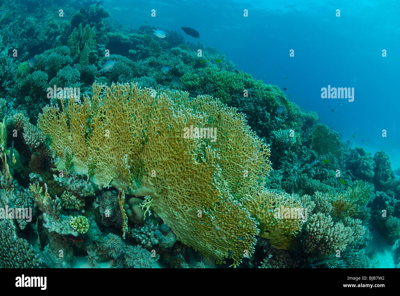 Fire Coral Red Sea