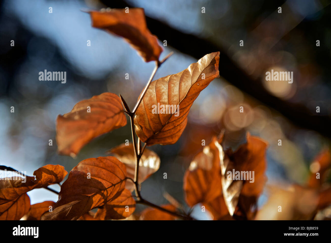 Beech stem hi-res stock photography and images - Alamy