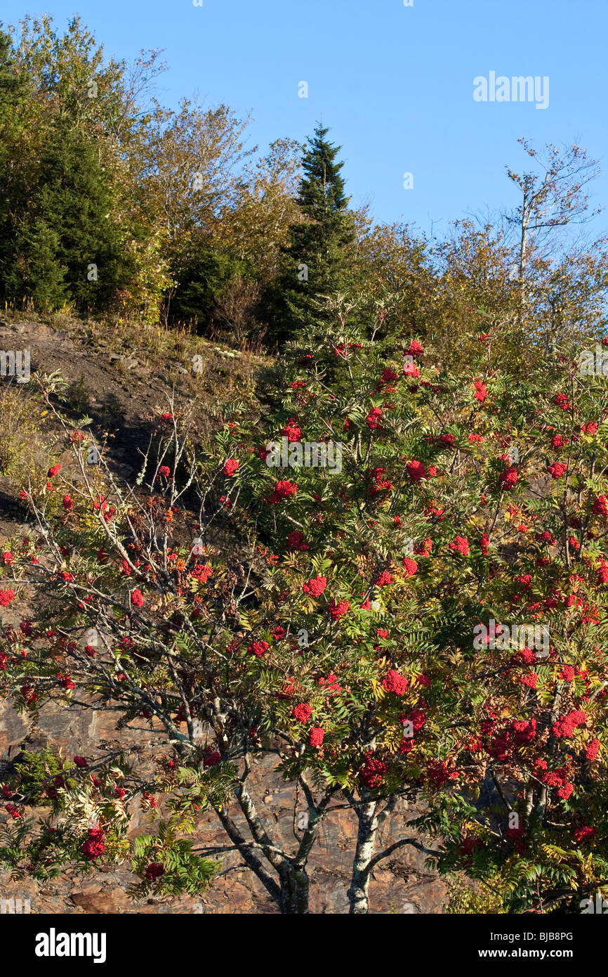 Sargentiana sorb hi-res stock photography and images - Alamy