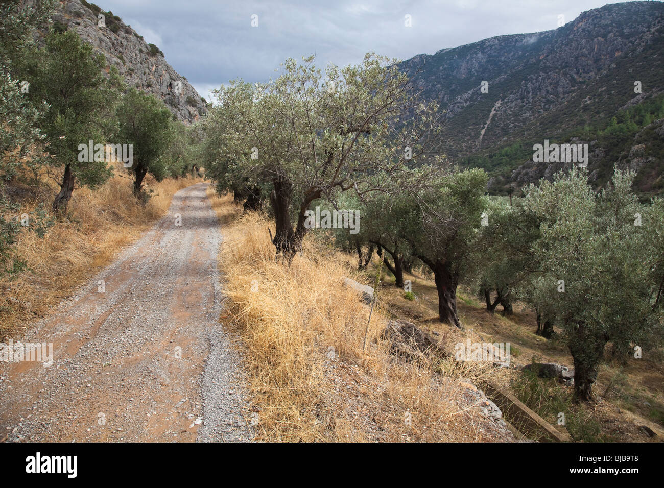 Olive trees greece delphi hi-res stock photography and images - Alamy