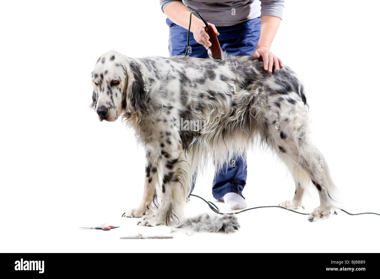 Dog Grooming Stock Photo Alamy dog-grooming-stock-photo-alamy