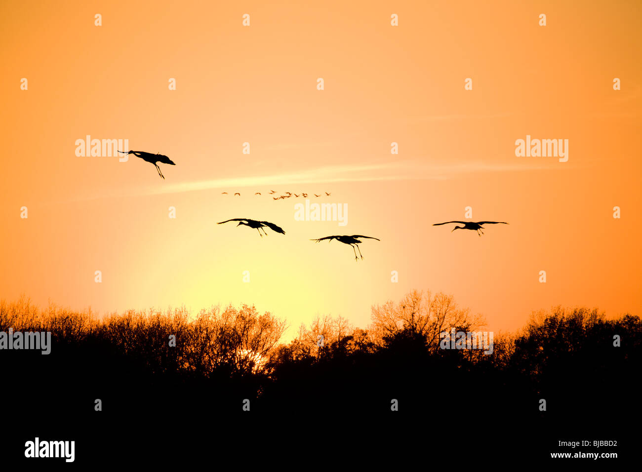 Season of migration hi-res stock photography and images - Alamy