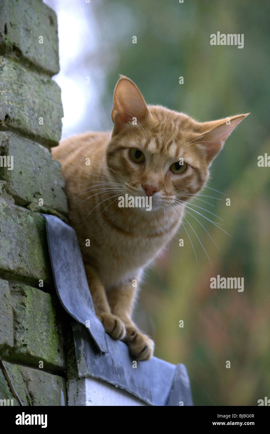Peering around the corner hi-res stock photography and images - Alamy