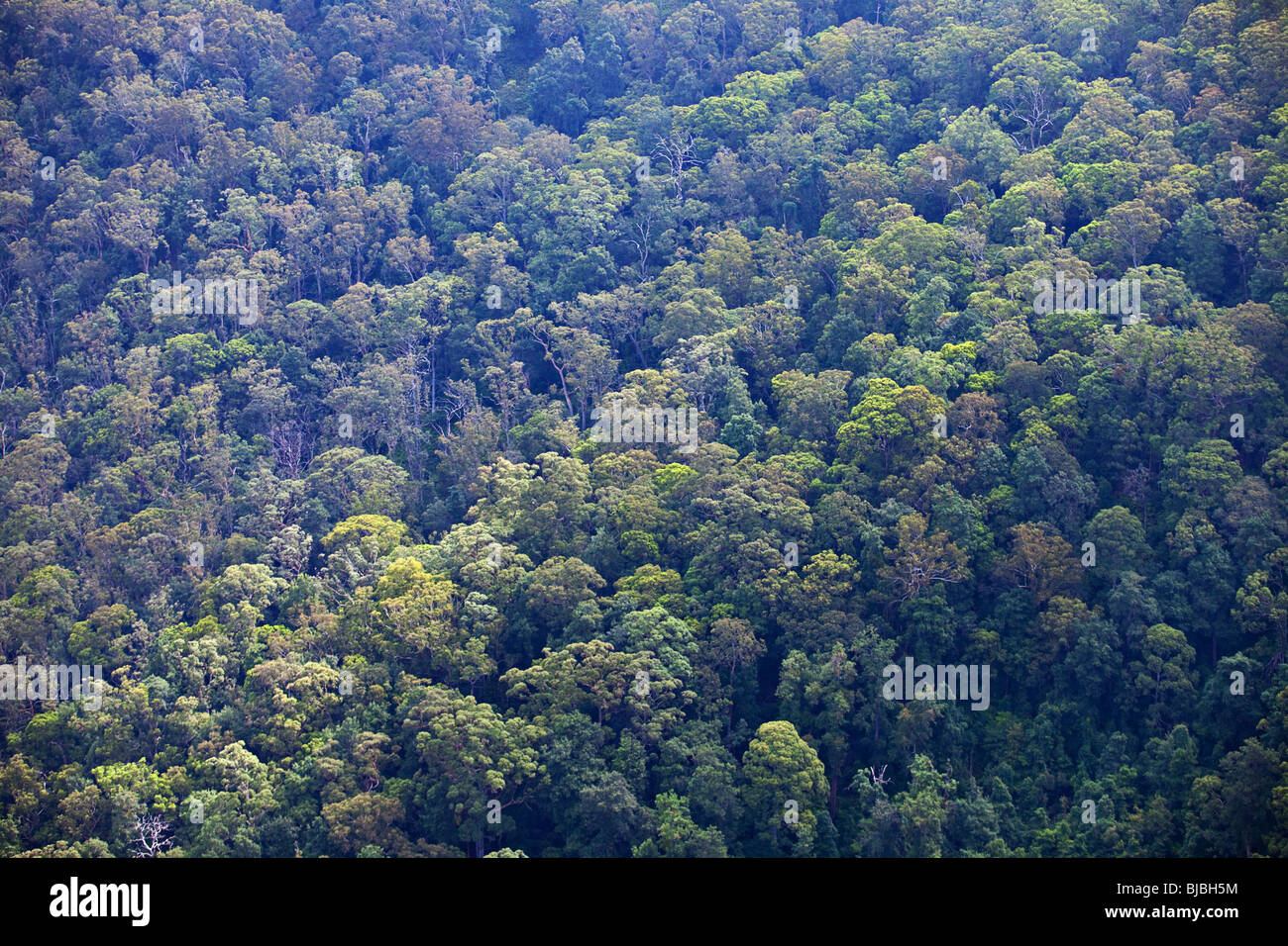 Valley forest hi-res stock photography and images - Alamy