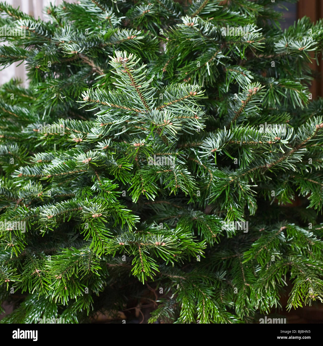 Nordmann fir tree hi-res stock photography and images - Alamy