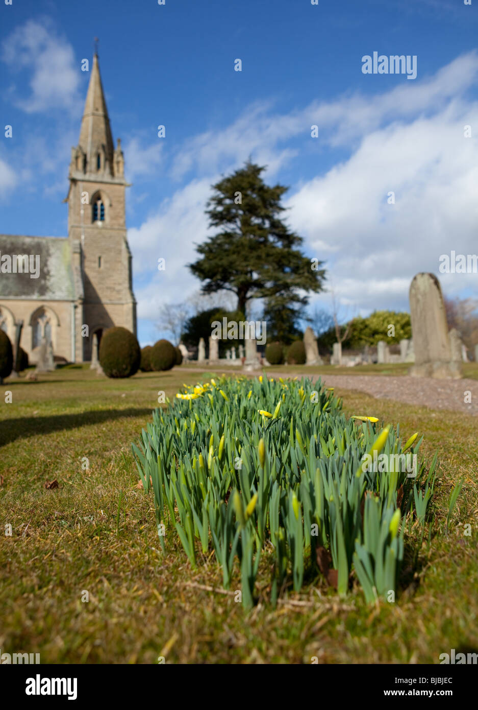 Daffodils growing in a rural country church at Gavinton, Scottish ...