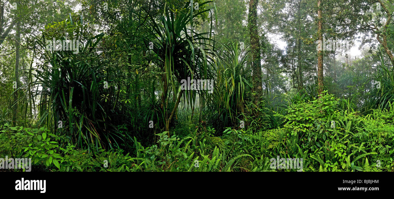 The jungle on the slope of Rinjani Volcano, Lombok Indonesia. Panorama ...