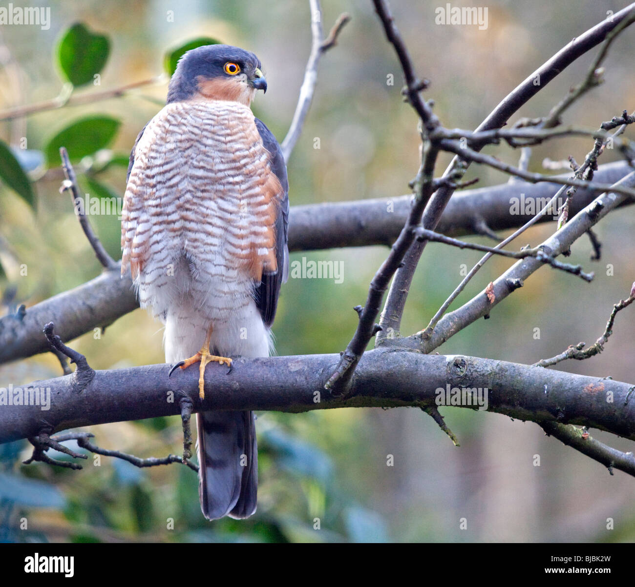Sparrowhawk hi-res stock photography and images - Alamy