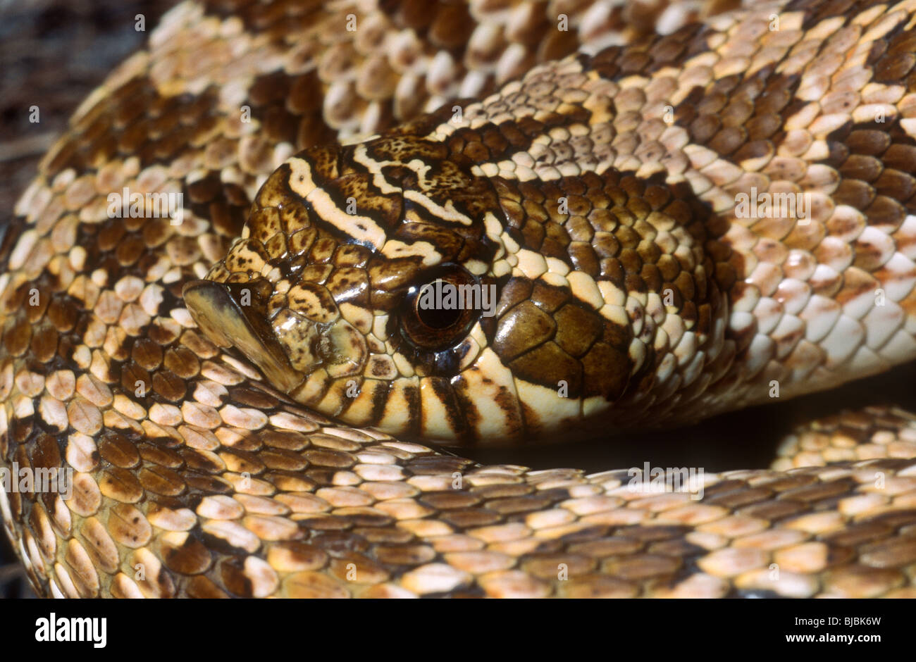 Plains Hognose snake, Heterodon nasicus nasicus Stock Photo - Alamy