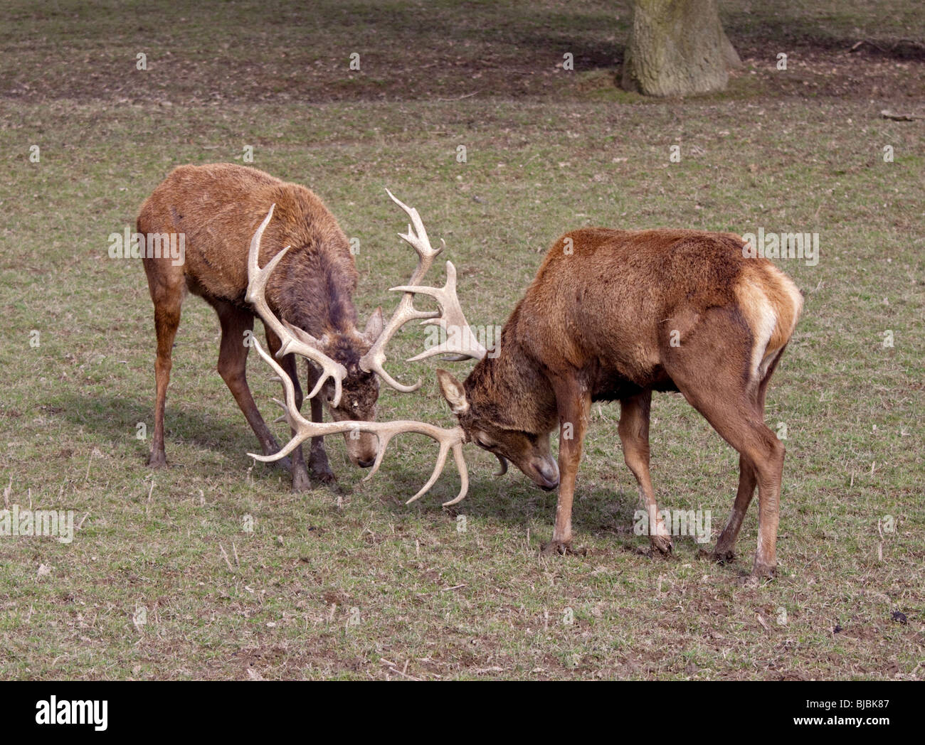 Antler clash hi-res stock photography and images - Alamy