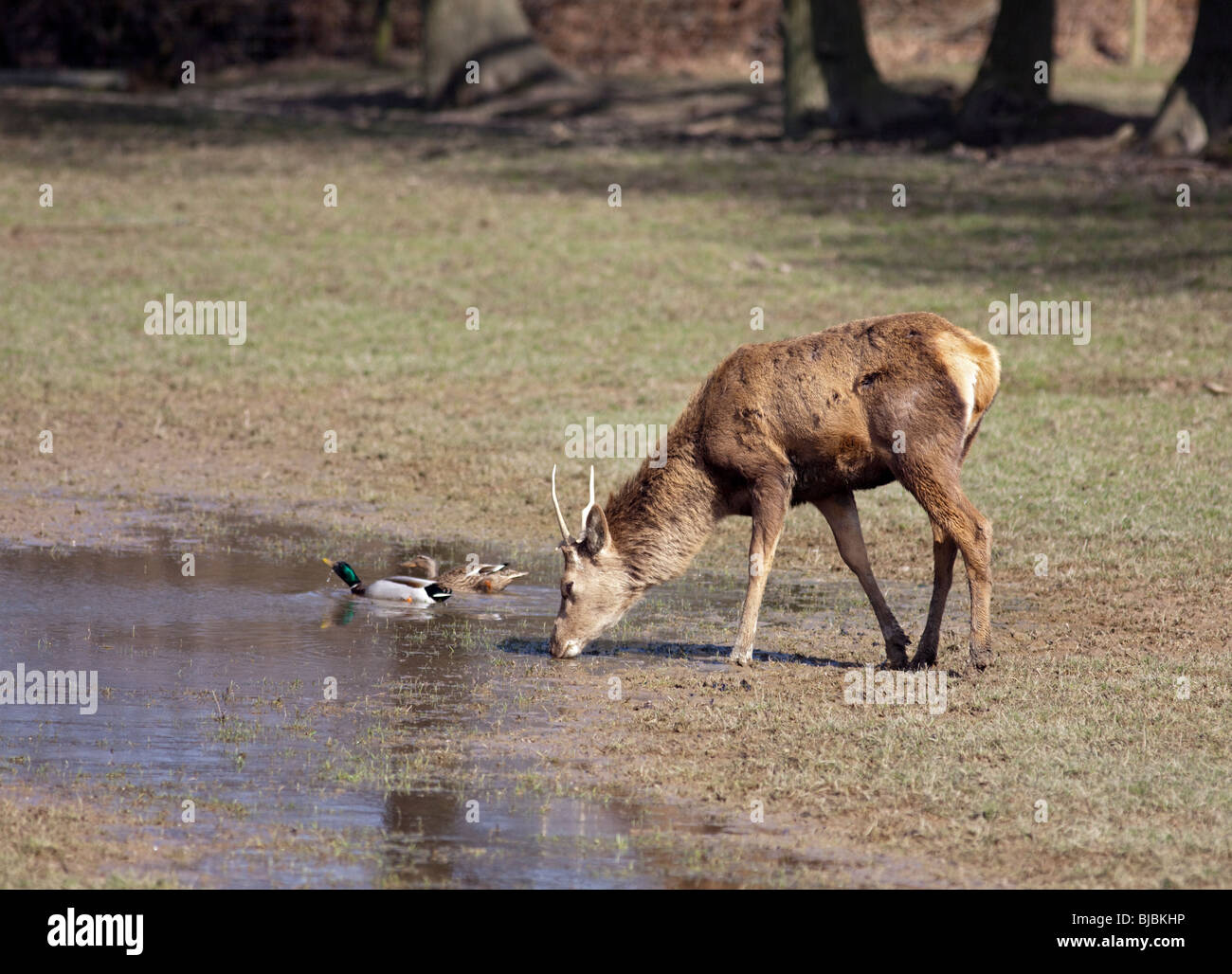 Red Deer Stag (cervus elaphus) drinking from a stream Stock Photo - Alamy