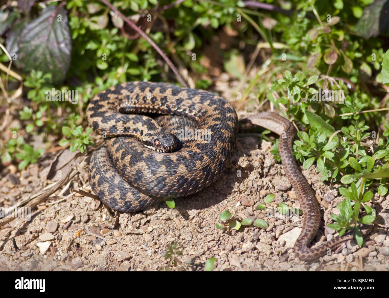 European Adder (vipera berus) adult and juvenile Stock Photo: 28531733 ...