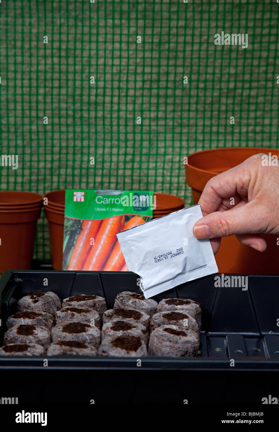 Gardener's hand sowing carrot seeds from foil packet into compressed ...