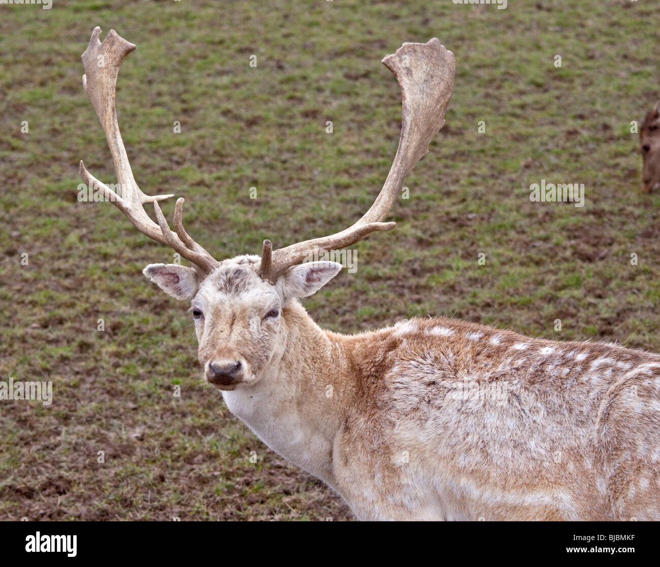 Fallow Deer Stag (dama dama Stock Photo - Alamy