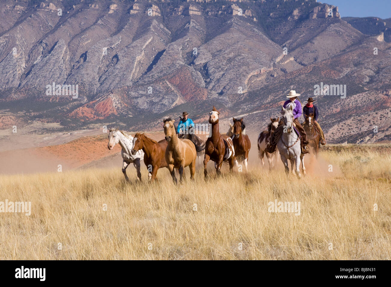 Horse round up Stock Photo - Alamy