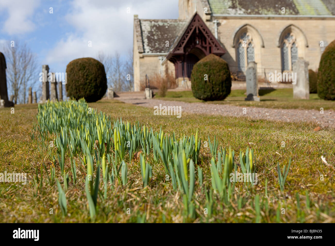 Growing in a graveyard hi-res stock photography and images - Alamy