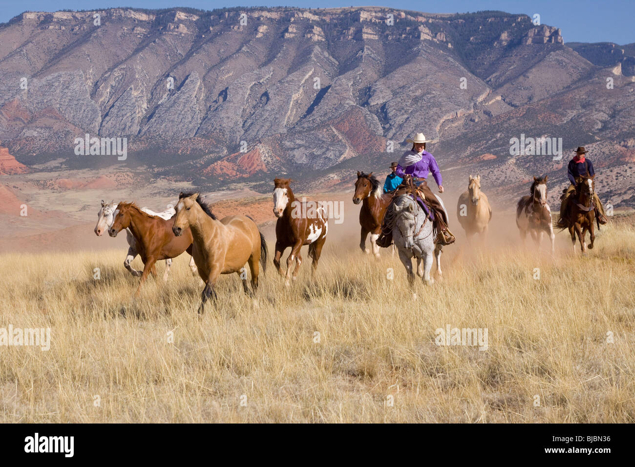 Horse round up Stock Photo - Alamy