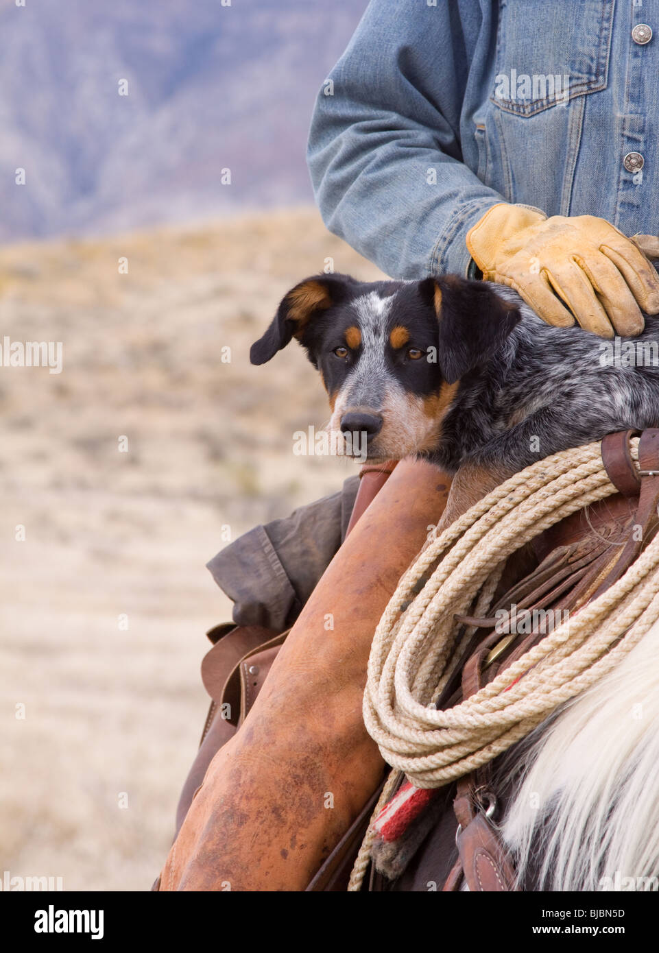 Dog cowboy horse ride hi-res stock photography and images - Alamy