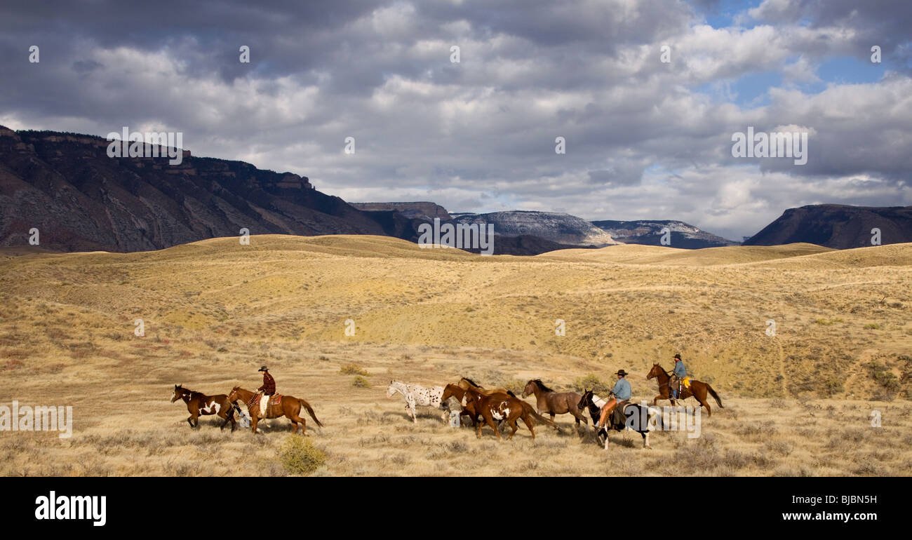 Horse round up Stock Photo - Alamy