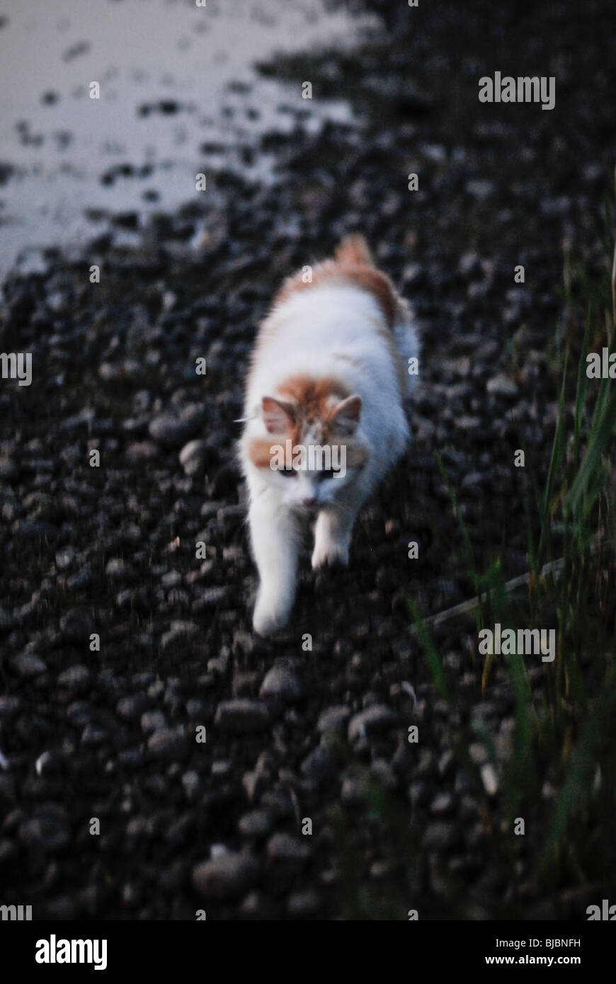 Cat walking along shore line Stock Photo - Alamy