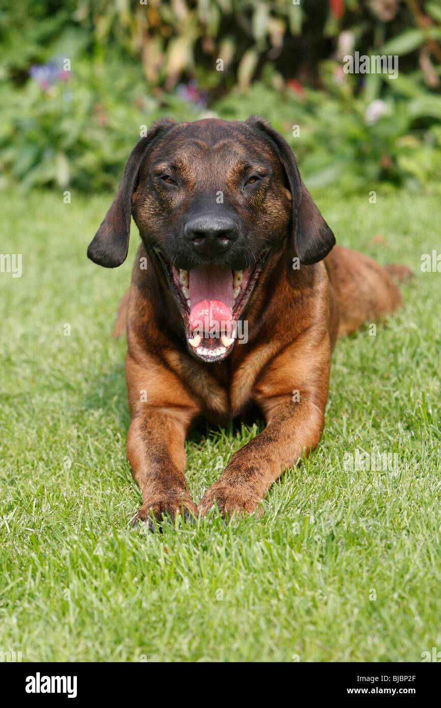 Hanover Hound, hunting dog yawning, Germany Stock Photo - Alamy