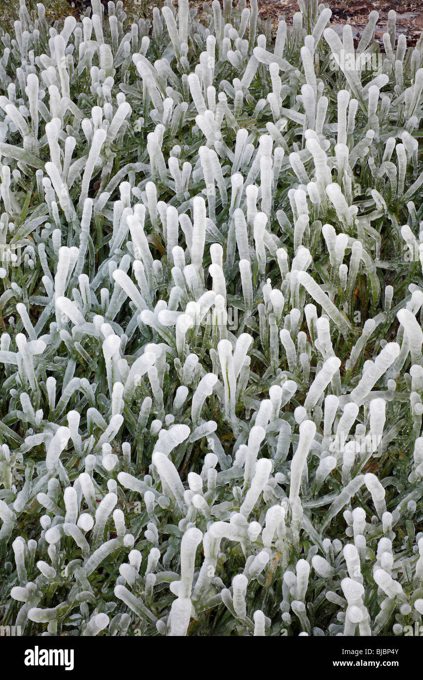 Grass with ice crystals hi-res stock photography and images - Alamy