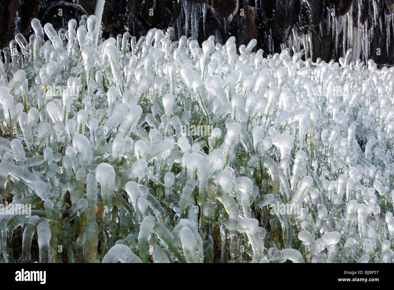 Ice Rain, covering grass, after sudden temperature drop in winter ...