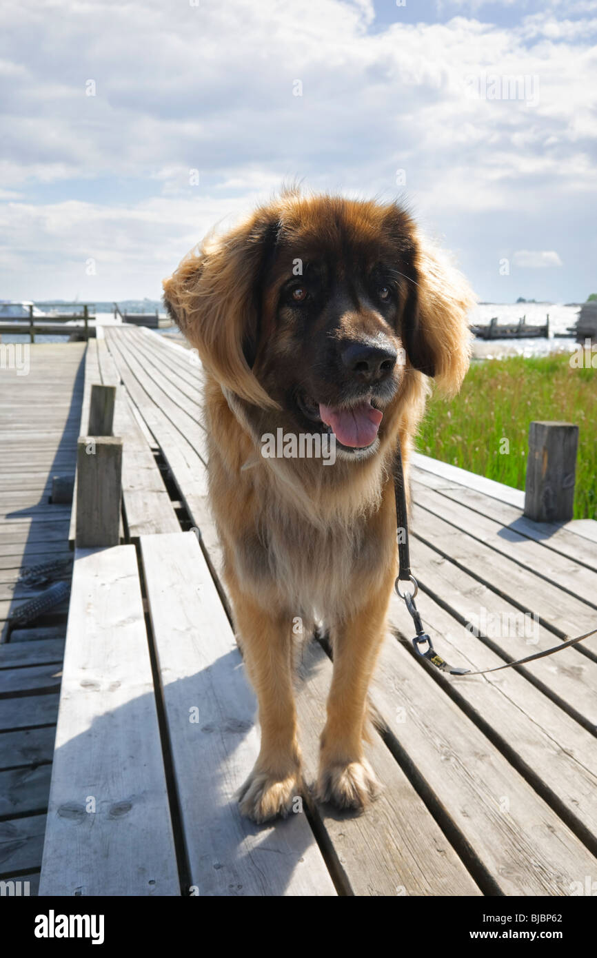 Leonberger dog hi-res stock photography and images - Alamy